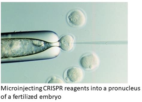 Jan 10 CRISPR A Game Changing Genetic Engineering Technique