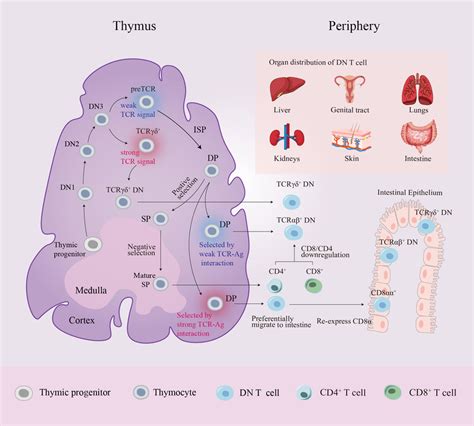Schematic Diagram Of Dn T Cell Origin And Distribution Progenitor Download Scientific