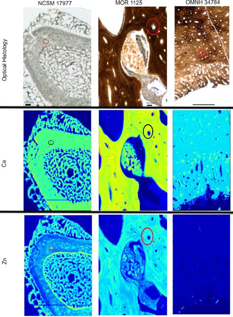 Optical Histology And Xrf Maps Taken From Beamline 2 3 Of Ca And Zn