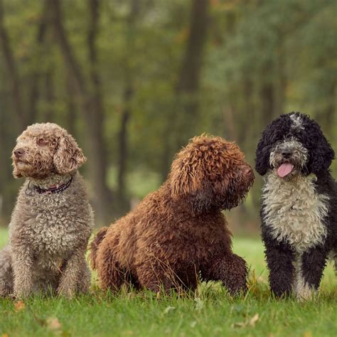 Spanischer Wasserhund Hunderasse Charakter And Pflege