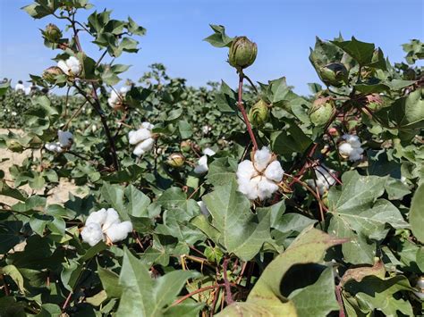 智慧栽培技术为新疆棉花插上科技的翅膀新闻科学网