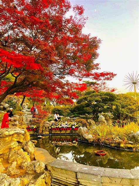 Mushraf Hussain On Linkedin Do You Know Why Tree Leaves 🍂 🍁 Get Colorful In Autumn The Coloration