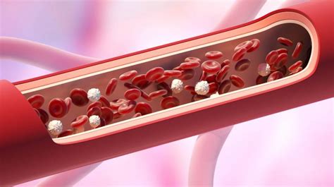 How To Increase Wbc Count How To Increase Wbc Count