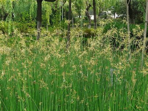 17 水葱 莎草科藨草属菀草属菀属 宿根挺水花卉 园林用途水面绿化岸边池旁丛植盆栽观赏
