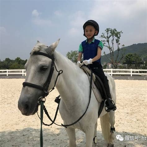 新闻丨小小骑师养成记马术小课堂一 认识马具与装备