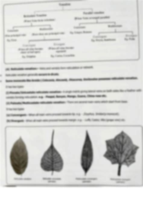 SOLUTION Morphology Of Leaf Studypool