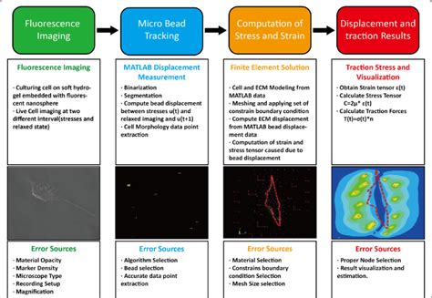 Workflow And Error Sources Associated With The Implementation Of Tfm Download Scientific