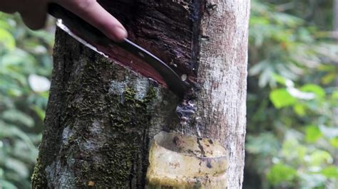 Gum Tree Being Tapped For Sap In The Morning At A Gum Tree Plantation