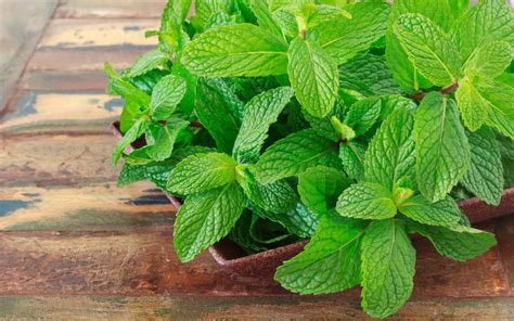 საქართველოში გავრცელებული 5 მცენარის სამკურნალო თვისებები და უკუჩვენებები მათზე შესაძლოა ჯერ