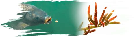 4 0 Technology Future Of Mycotoxin Control In Aquaculture Mycotoxinsite