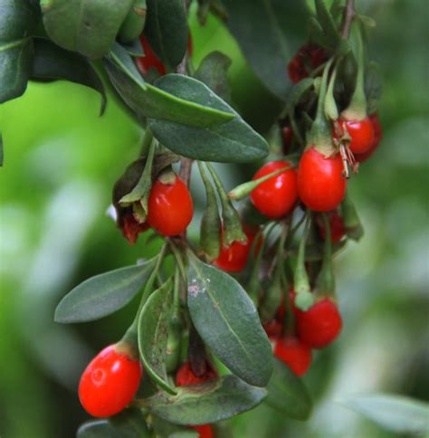 გოჯი Gardenia Shevardnadze • გარდენია შევარდნაძე Facebook