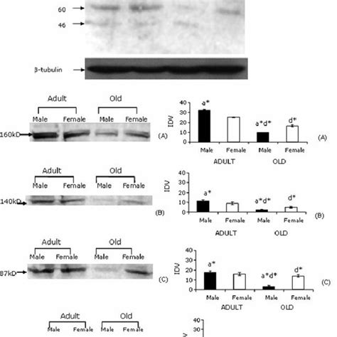 Immunoprecipitation Showing Age And Sex Dependent Interaction Of In