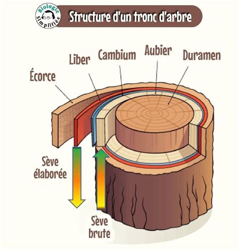 Tree Stump Structure Diagram
