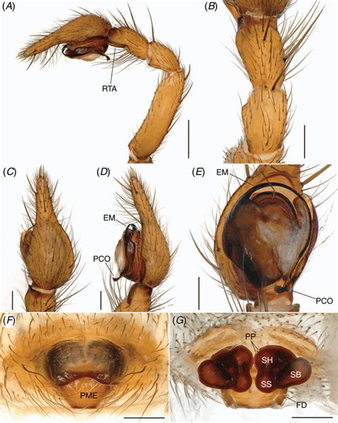Integrative Taxonomy Reveals Multiple Lineages Of The Spider Genus