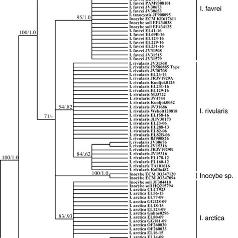 The 50 Majority Rule Bootstrap Consensus Tree From The Parsimony Download Scientific Diagram
