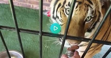 Tiger Reacts To Catnip  On Imgur
