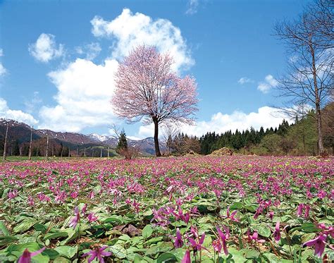 安ヶ沢カタクリ群生地自然にしわが旅 西和賀町観光協会