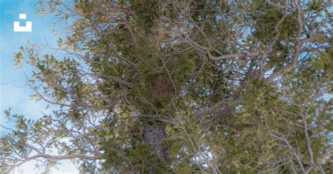 나뭇잎이없고 배경에 푸른 하늘이있는 나무 사진 Unsplash의 무료 브라이스 캐니언 이미지