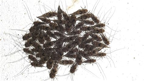 台灣 鳥類與昆蟲 自然觀察記錄 東京角嚙蟲 Psococerastis tokyoensis 嚙蟲科 Psocidae