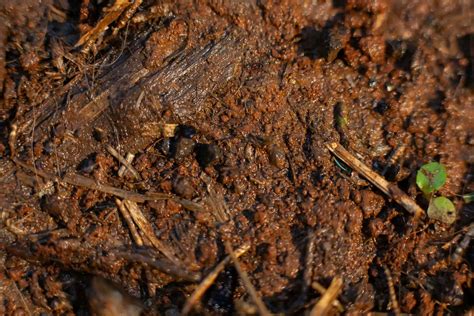 How Does Soil Compaction Affect Trees • Greenwood Tree Company