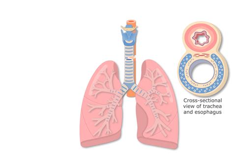 Anatomy Of Trachea