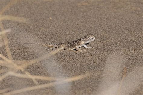 Lizard On Sand Toad Headed Agama Or Phrynocephalus Interscapularis