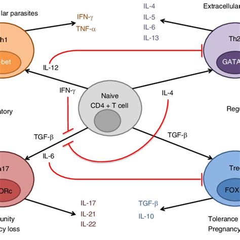 Illustrative Description Of The T Helper Type 17 Th17 Regulatory T Download Scientific
