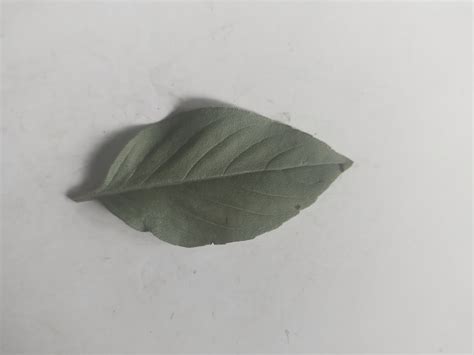 Basil Instance Segmentation Dataset By Basil