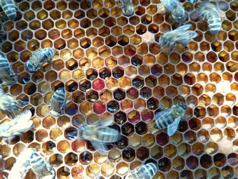 Bees On Beeswax Combs Filled With Honey And Nectar Perga Work