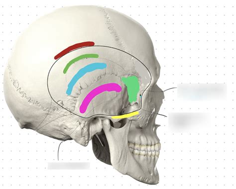 Fossa Temporalis 🤠🐎👹 Diagram Quizlet