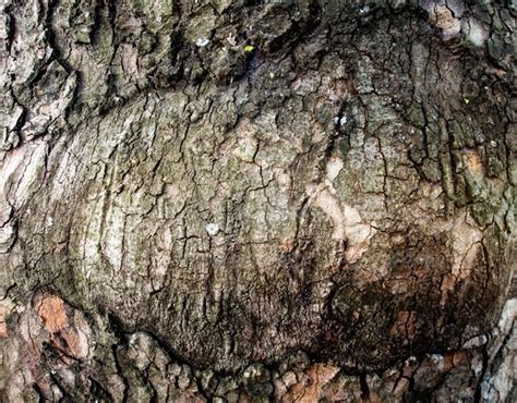 1000 Images About Plants Treebark On Pinterest Ferns The Natural And Zen Tangles