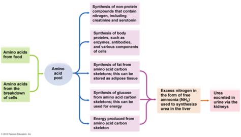 Nutrition Chapter 6 Flashcards Quizlet