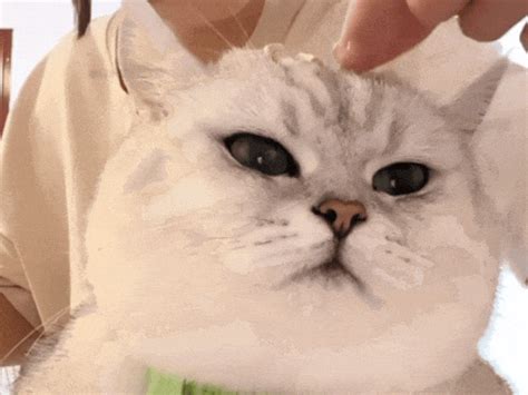 秦海璐大战邪恶银渐层？梗来源and表情包and头像 哔哩哔哩