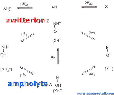 Ampholyte Définition Et Explications