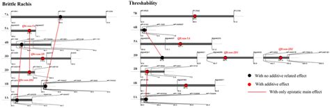 Location Of Additive And Epistatic Quantitative Trait Loci Qtls For