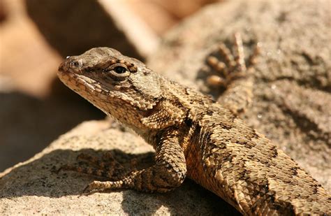 Unlocking The Secrets Of The Eastern Fence Lizard