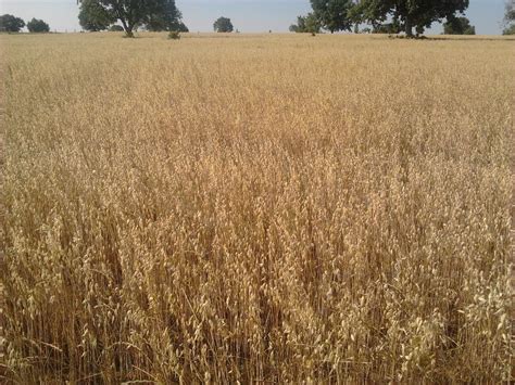 El Blog De Lechazo Charro La Diferencia Entre Cordero Y Lechazo