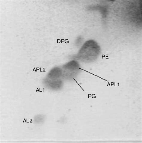 Two Dimensional Thin Layer Chromatographs Showing The Polar Lipids Of Download Scientific