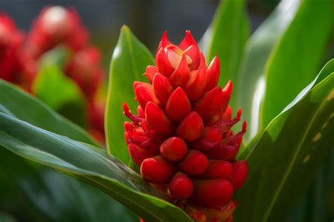 Red Ginger Flower Meaning Symbolism And Spiritual Significance Foliage Friend Learn About