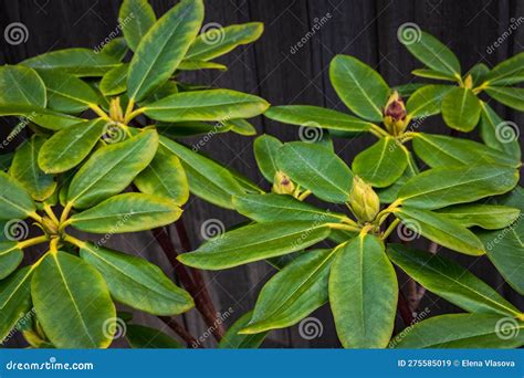 Pacific Rhododendron Rhododendron Macrophyllum Is A Large Leaved Species Of Rhododendron Native