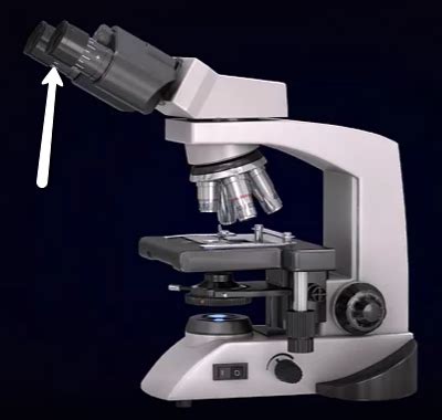 Lab Exam 1 Flashcards Quizlet