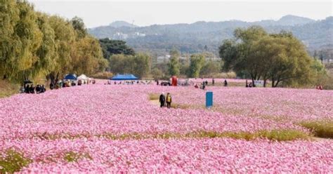 포토 코스모스 축제