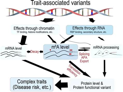 Genetic Variation Refers To Genomic Differences Between Individuals This Variation Is The Cause