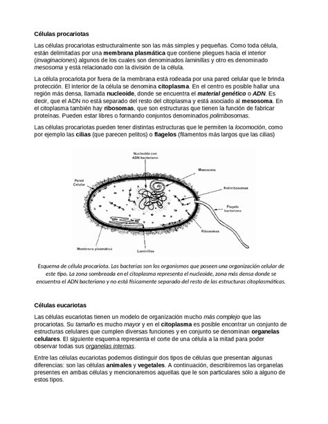 Ejemplo Procariota