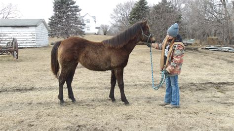 Prestigious Dun It Good Conformation Work And Show Pedigree