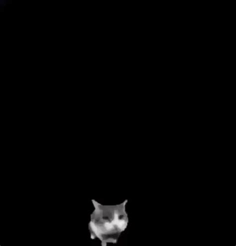 Ultrakill Funny Cat  Ultrakill Funny Cat Cat Découvrir Et