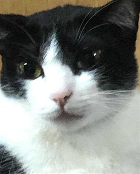 🌸 Xiaoying 小樱 🌸 Free Set Patreon 🌸 On Twitter Officialcuddly Battle With Me