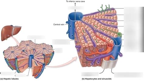 Hepatic Sinusoids