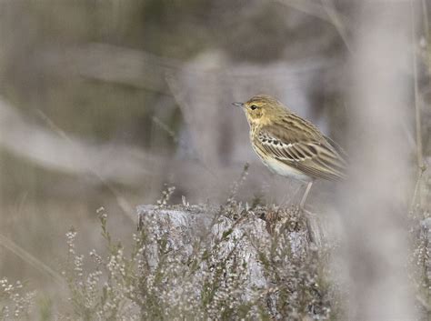 Tree Pipits And Woodlarks In The Forest Graham Catley Photography