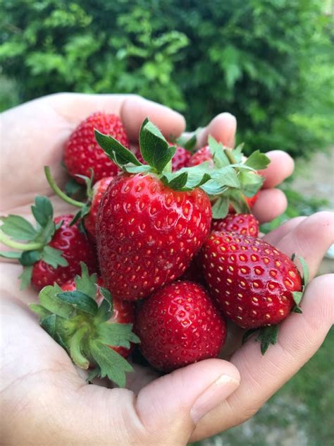 เ เซฟตี้ สตรอเบอรี่ จำหน่ายสตรอเบอรี่ดอยบ่อแก้ว เชียงใหม่